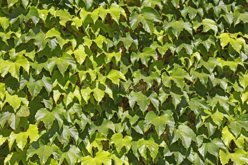 Ivy background stock image. Image of green, outdoors - 44761839