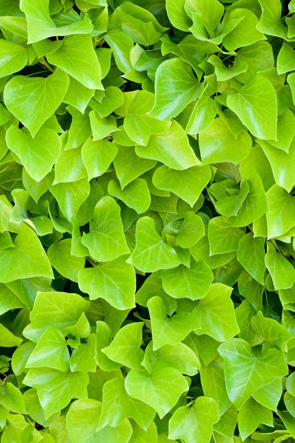 Ivy background view stock image. Image of flora, creeping - 174283157