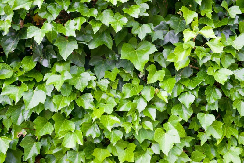 Ivy background stock image. Image of fresh, natural, botanic - 83865181