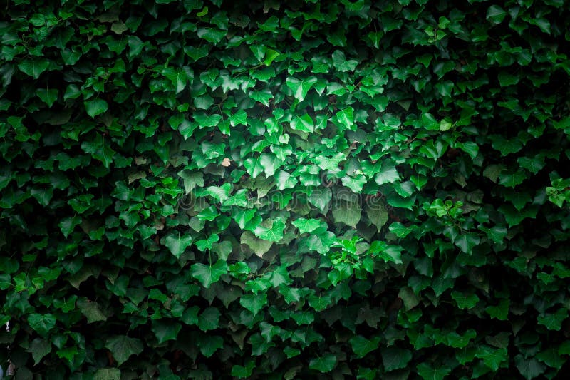 Ivy background stock photo. Image of chlorophyll, green - 41743822