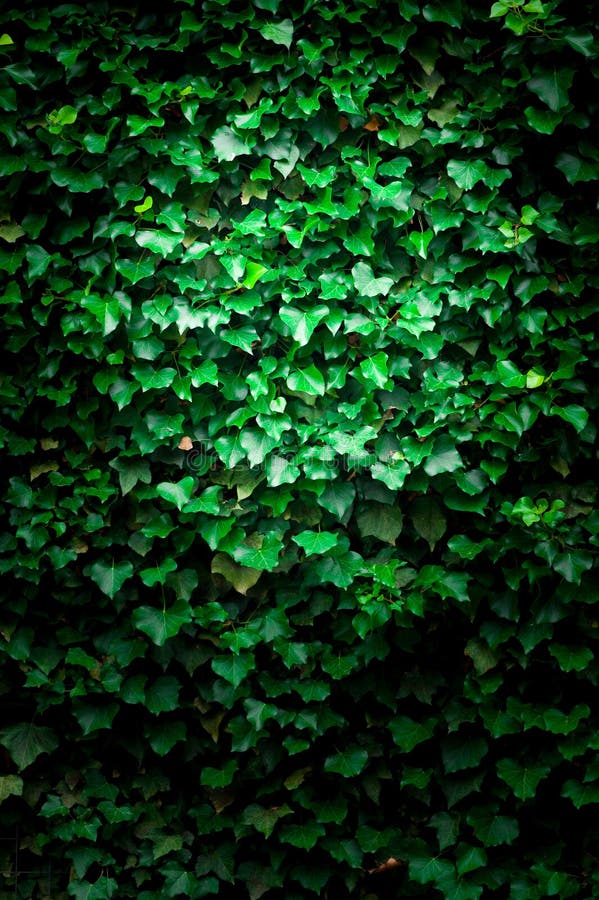 Ivy stock image. Image of green, home, fresh, background - 2087281