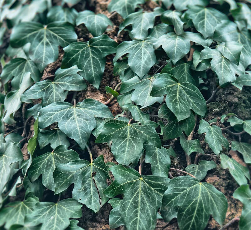 Ivy background stock image. Image of closeup, color, beautiful - 76683351