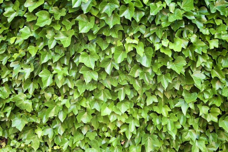 Ivy background view stock image. Image of growing, environment - 182169143