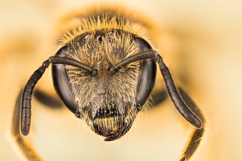 Ivy Bee, Bee, Colletes Hederae Stock Image - Image of solitary ...