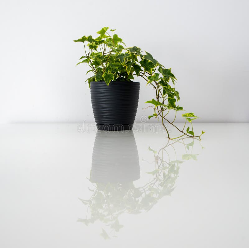 Ivy in a Black Pot on a White Table Stock Photo - Image of plant ...
