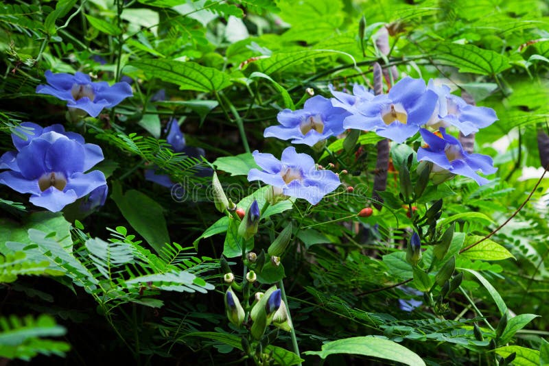 Ivy with blue flowers stock photo. Image of garden, season - 77265752