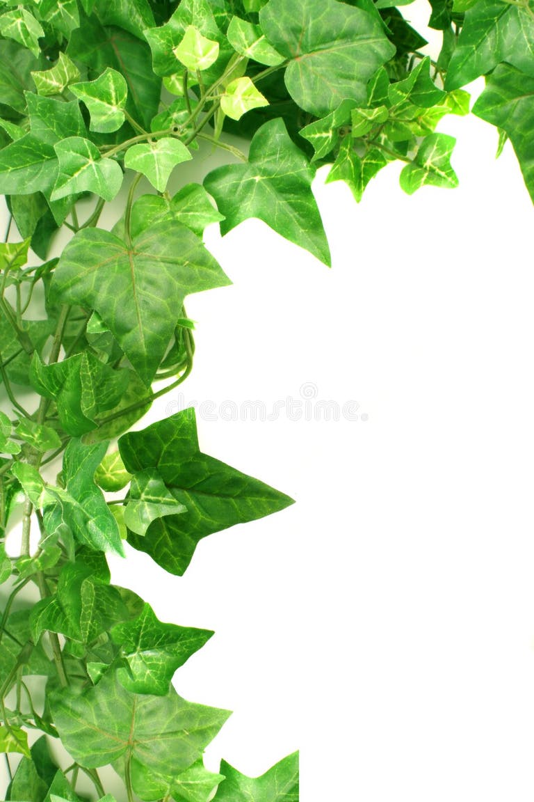 114 Ivy Borders Stock Photos - Free & Royalty-Free Stock Photos from ...