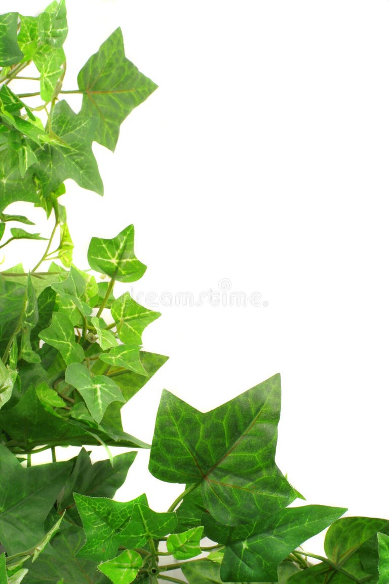 6,972 Ivy Leaf Border Stock Photos - Free & Royalty-Free Stock Photos ...