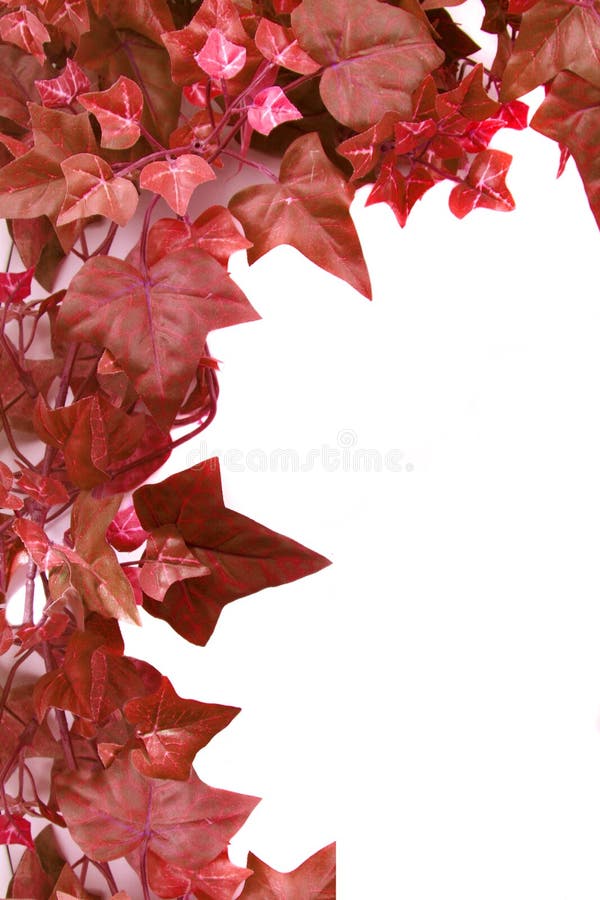 29+ Ivy leaf border Free Stock Photos - StockFreeImages