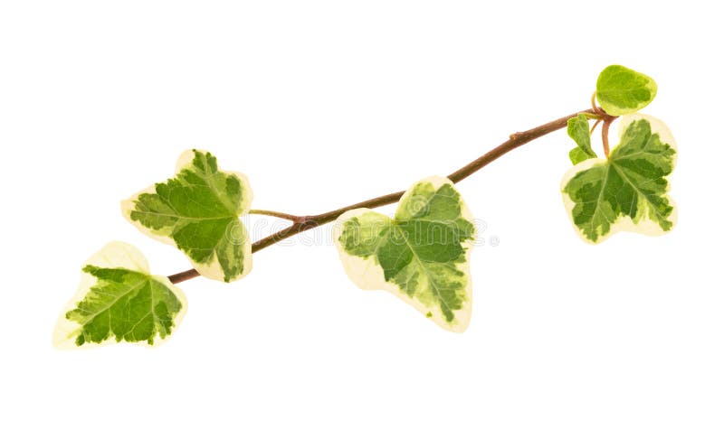 Ivy branc stock photo. Image of helix, white, ornament - 286396394