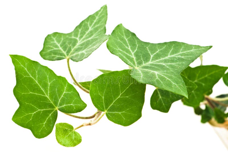 Ivy branch stock image. Image of flora, decoration, object - 3539897