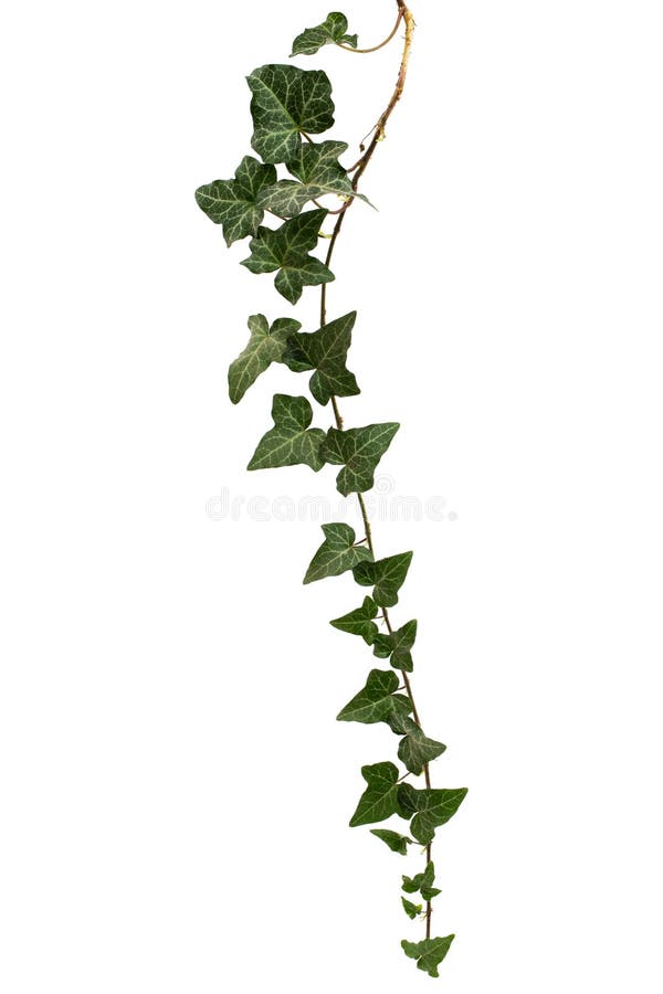 Ivy Branch with Green Foliage, Isolated on White Background Stock Image ...