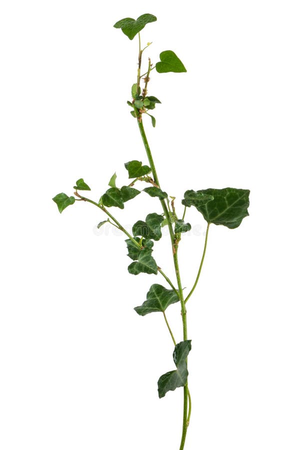 Ivy branch stock image. Image of veined, decoration - 114866643