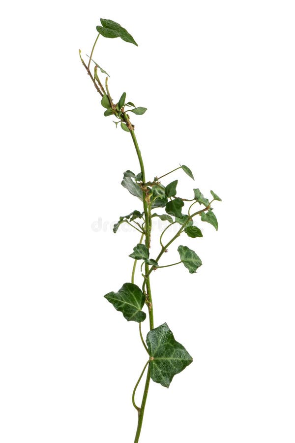 Ivy branch isolated stock image. Image of green, perennial - 129928411