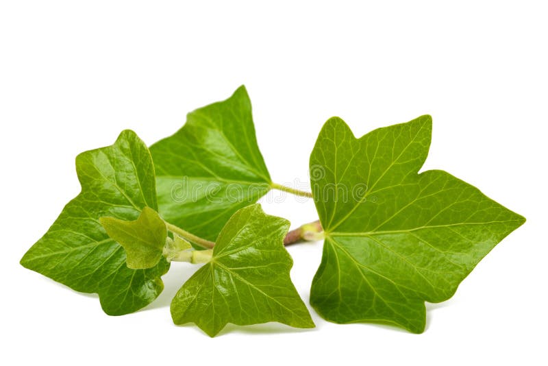 Ivy branch stock image. Image of english, twig, veined - 217727677