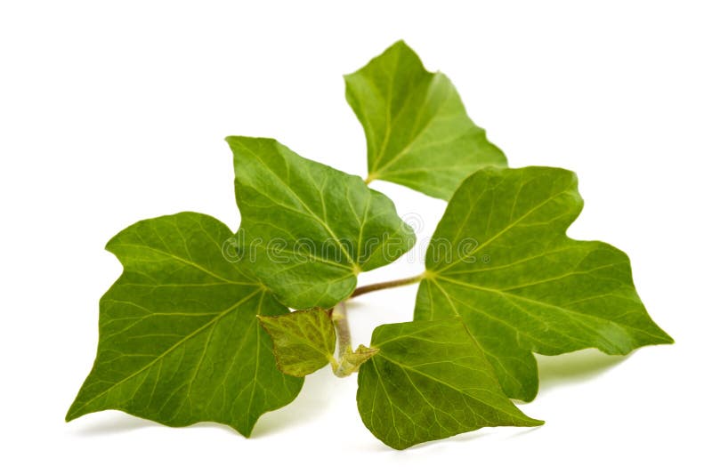 Ivy branch stock image. Image of nature, vine, ornament - 278293643