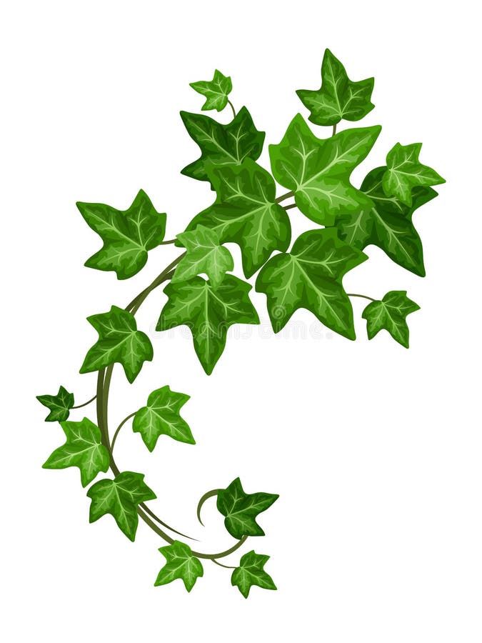 Ivy Branch. Vector Illustration. Stock Vector - Illustration of liana ...