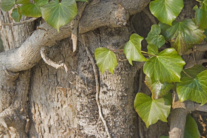 Ivy Branches Wrap Around a Deciduous Tree Stock Photo - Image of ...