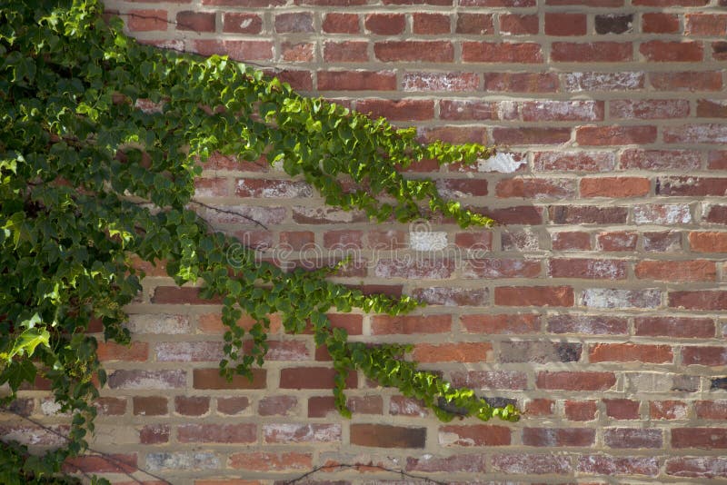Ivy on a brick wall stock image. Image of plant, orange - 15837655