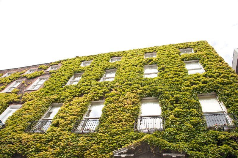 Ivy building stock image. Image of dublin, natural, balcony - 12483983