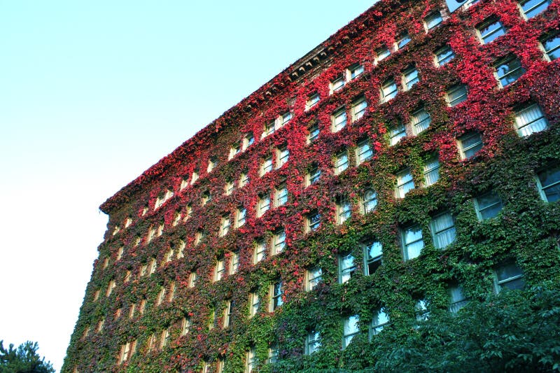 Ivy on a building stock photo. Image of north, canada - 27624268