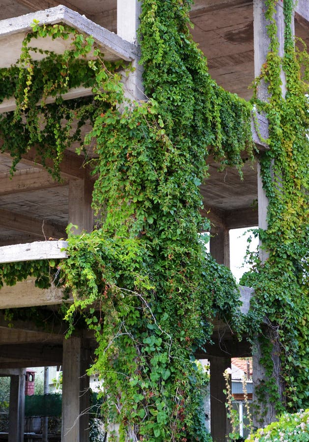 Ivy on Building stock photo. Image of plants, vine, brick - 6941710