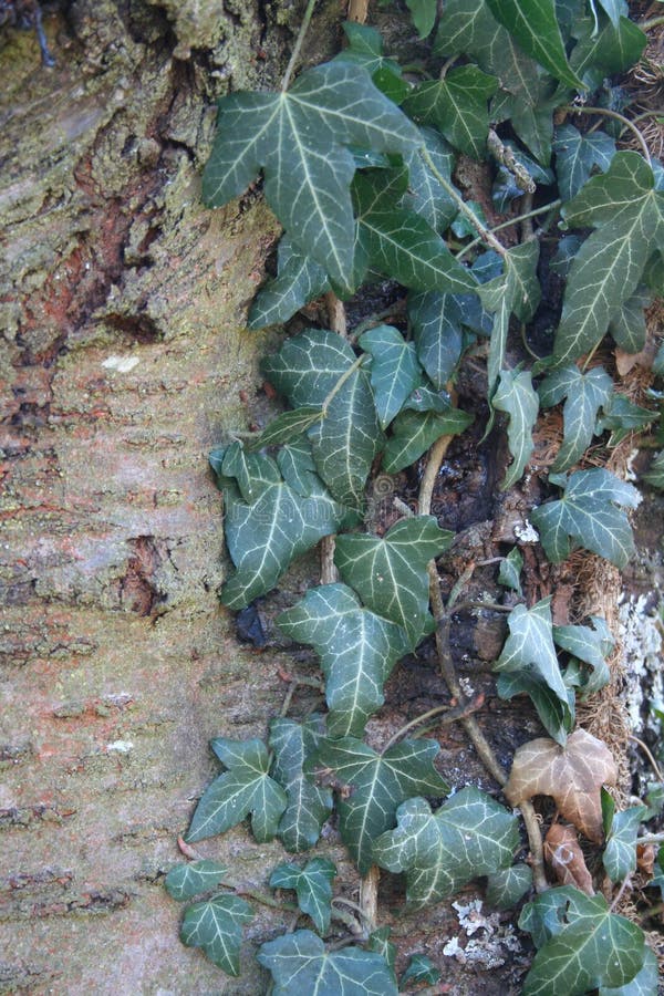 Ivy on a cherrytree stock photo. Image of beech, green - 113252858