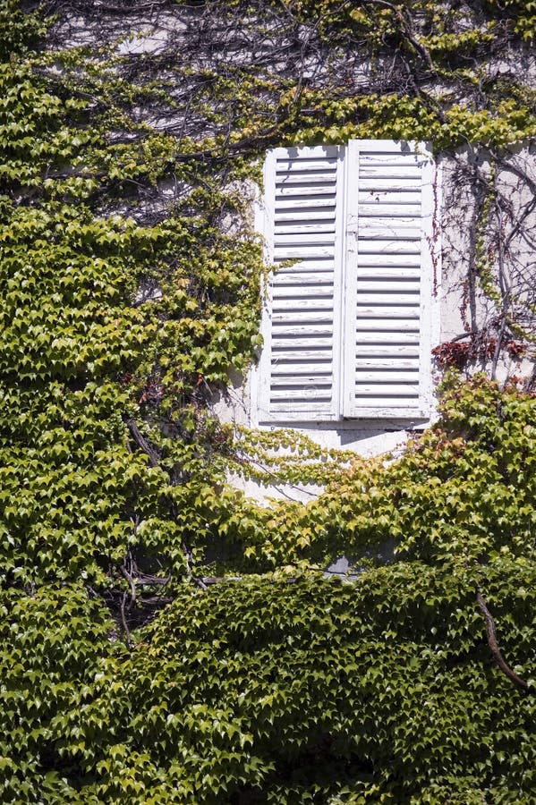 Ivy Clad House, White Window Stock Photo - Image of architecture ...