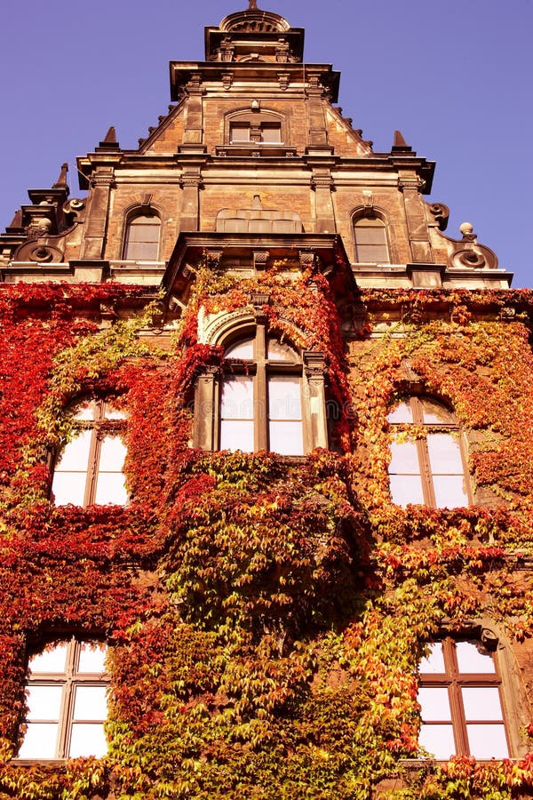 Ivy-clad wall stock photo. Image of crowfoot, monuments - 6771668