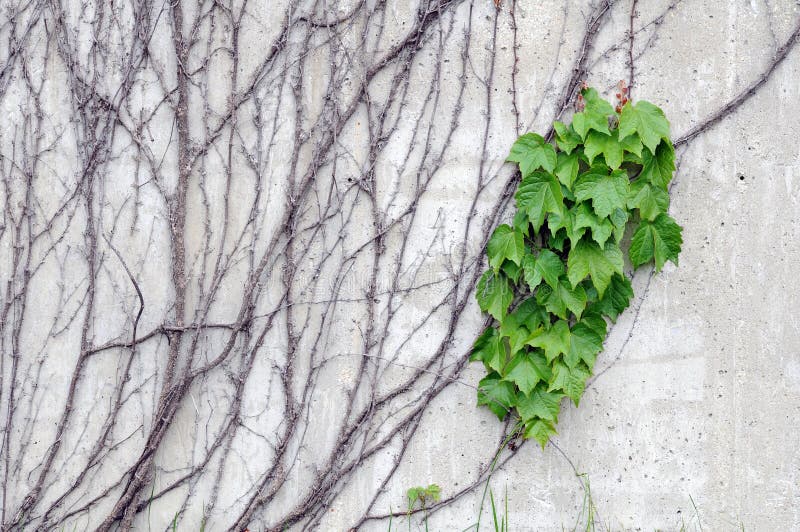 Ivy stock image. Image of spring, green, daytime, branch - 40269111