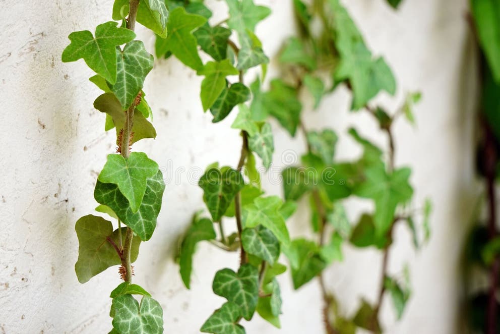 Ivy Climber Plant on the White Wall Stock Image - Image of natural ...