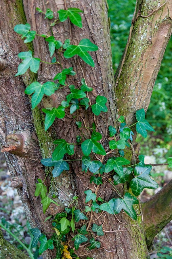 Ivy Climbing Around Tree Trunk Stock Image - Image of plant, woodland ...