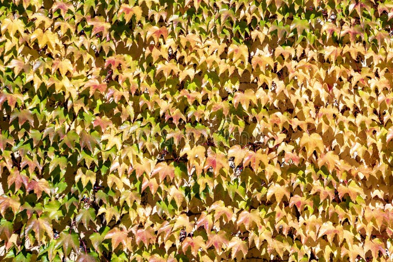 Ivy Climbing Plant at a Wall in Indian Summer Color Stock Photo - Image ...