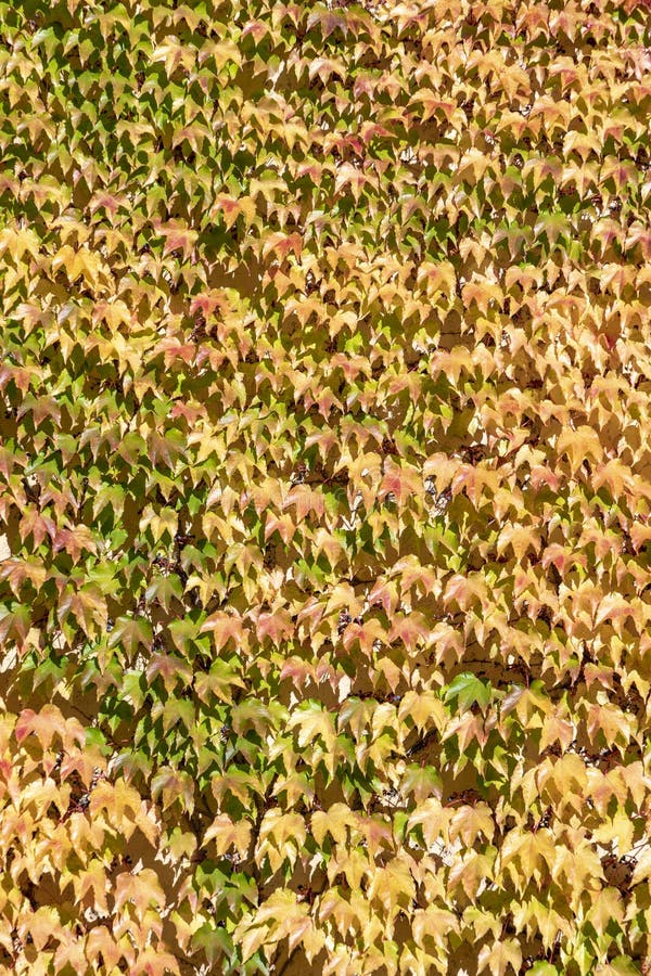 Ivy Climbing Plant at a Wall in Indian Summer Color Stock Photo - Image ...