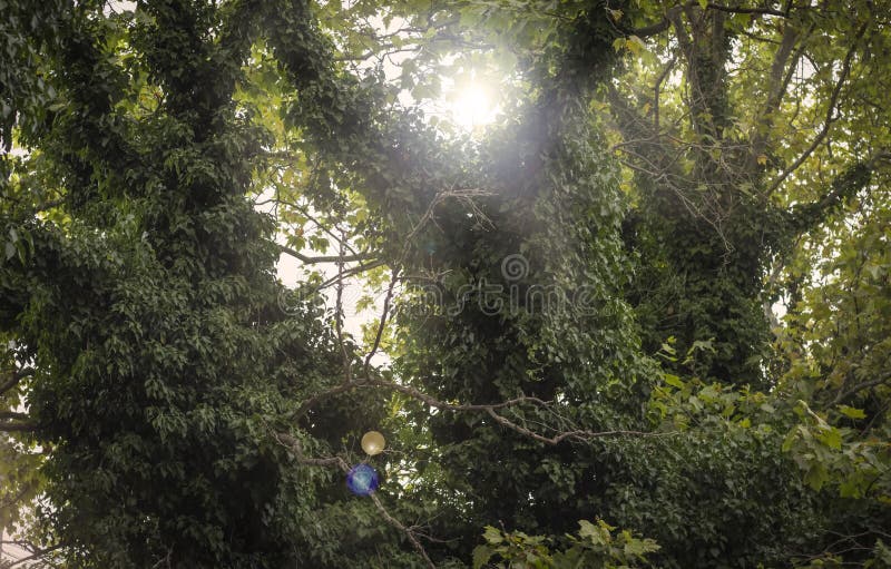 Ivy Climbing Up a Tree and almost Leave Nothing Left of the Tree Stock ...