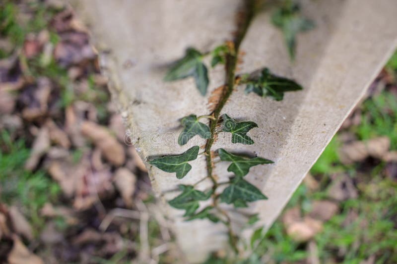 An ivy in a column stock photo. Image of walk, growth - 306465384