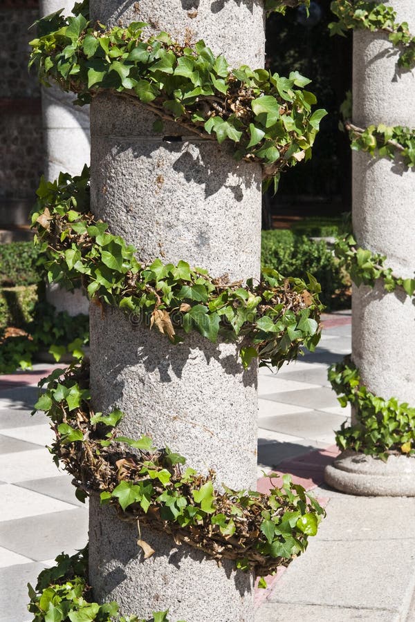 Ivy on column (I) stock image. Image of green, gardening - 16789929