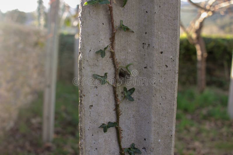 An Ivy in a Concrete Column Stock Photo - Image of wallpaper, green ...