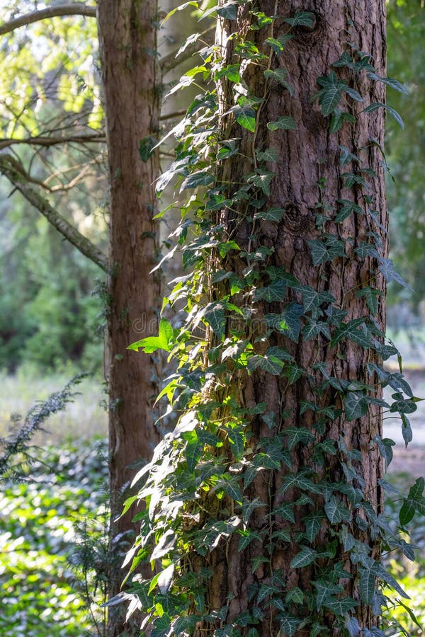 Ivy Covered Beautiful Dreamy Forest Springtime with Old Tree Stock ...