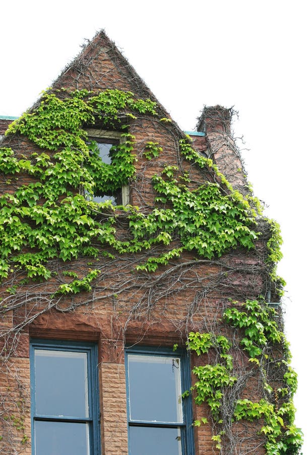 Ivy covered brick building stock image. Image of exterior - 10151595