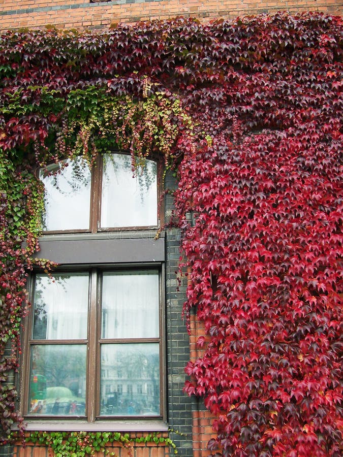 Ivy covered building 03 stock image. Image of wall, reflections - 3416727