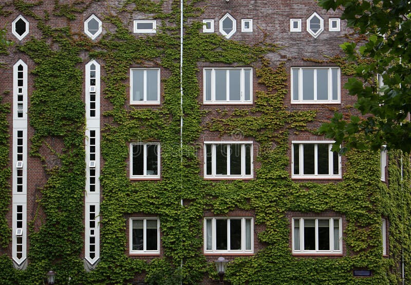 Ivy-covered building stock photo. Image of facade, house - 21313042
