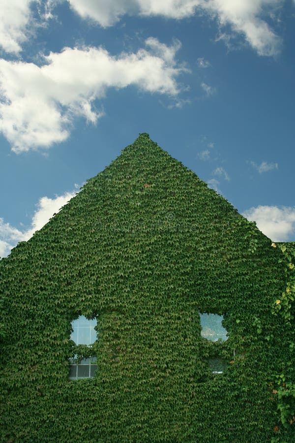 Ivy covered building 03 stock image. Image of wall, reflections - 3416727