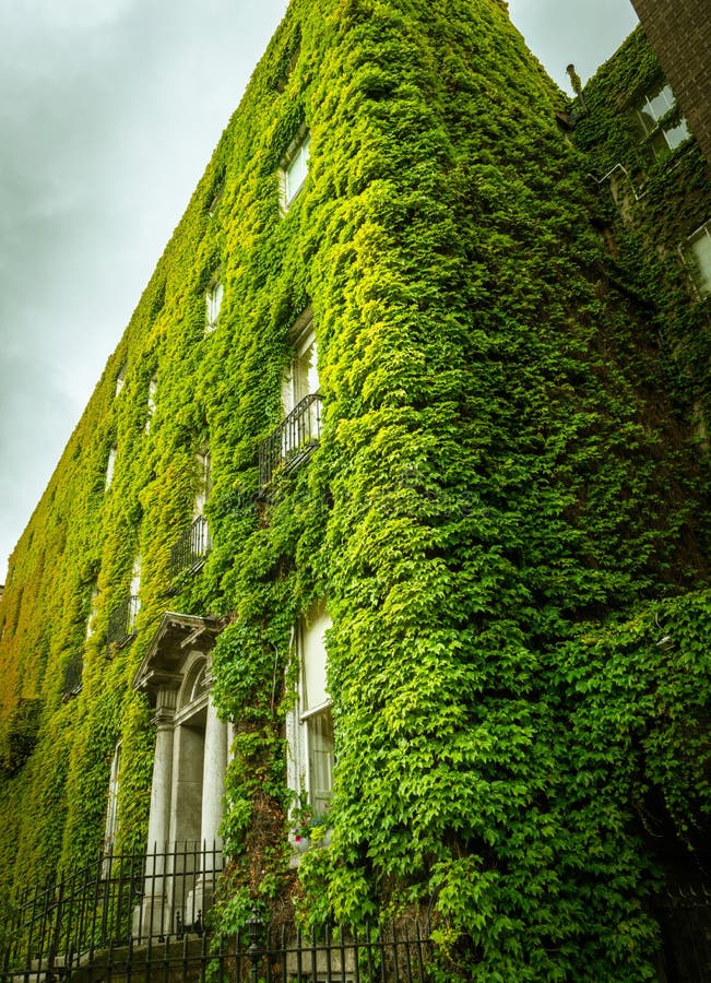 Ivy Covered Facade in Dublin Stock Photo - Image of building, house ...