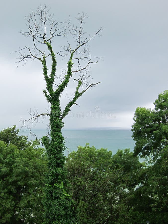 125 Dead Tree Ivy Covered Stock Photos - Free & Royalty-Free Stock ...