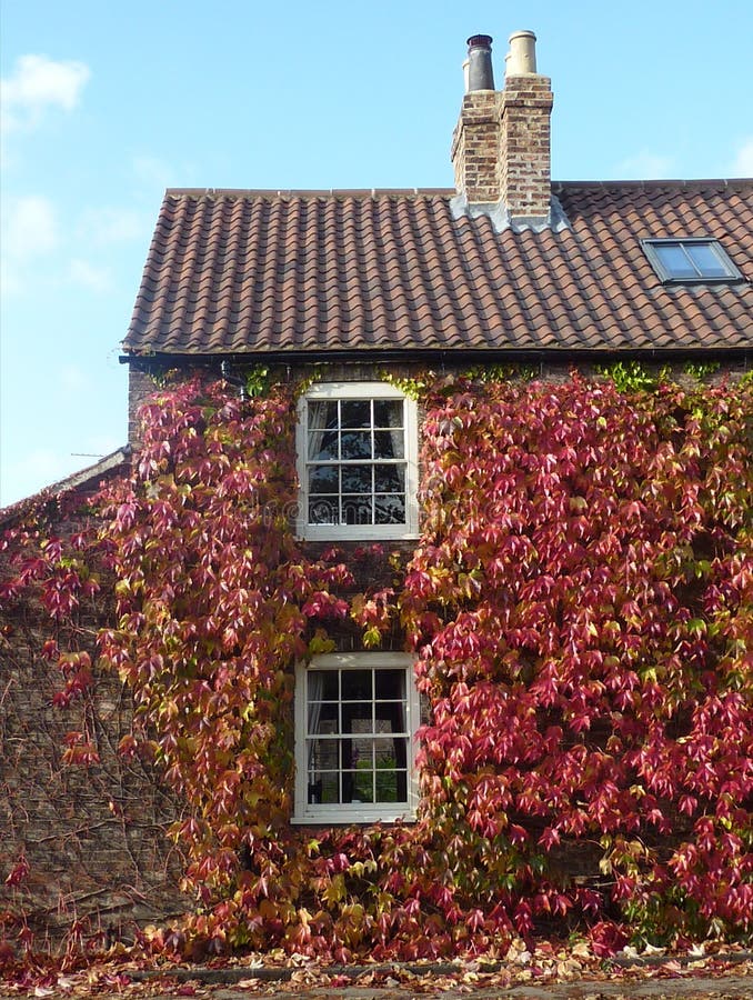 Ivy covered house stock photo. Image of blue, tiles, colourful - 11579014