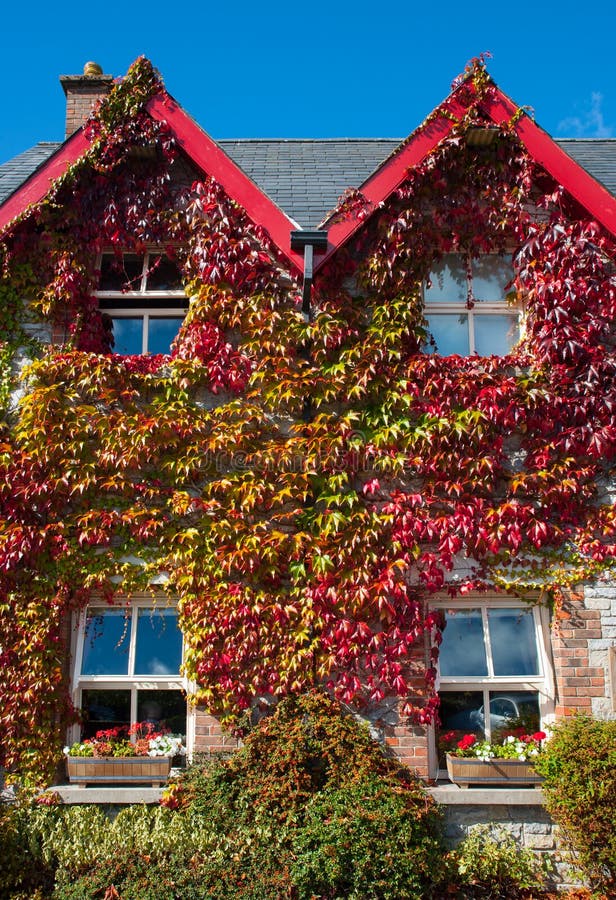Ivy covered house stock image. Image of green, cottage - 46179959
