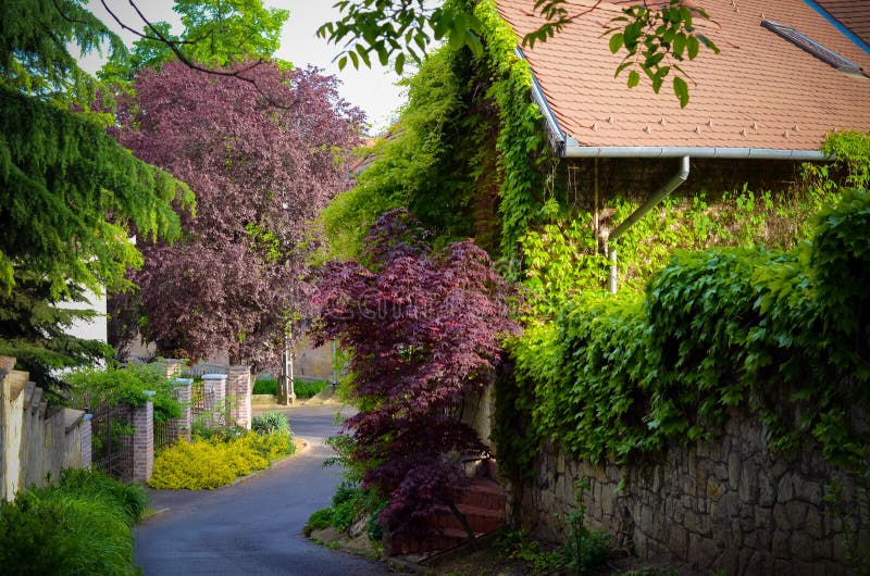 Ivy-covered House, Tree Along the Street Stock Photo - Image of botany ...