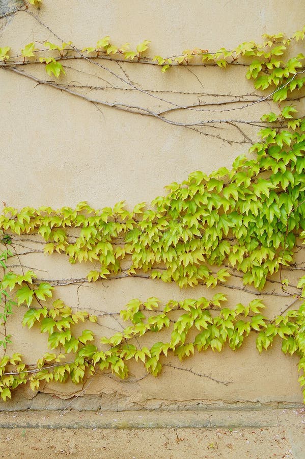 Ivy covered wall stock image. Image of architectural - 70073359