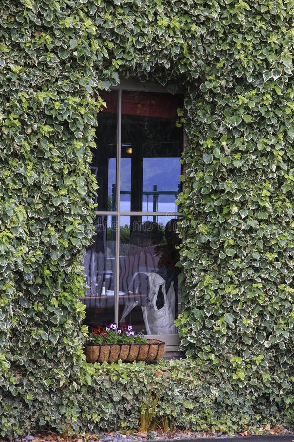 Ivy Covered Window stock image. Image of places, country - 38541317
